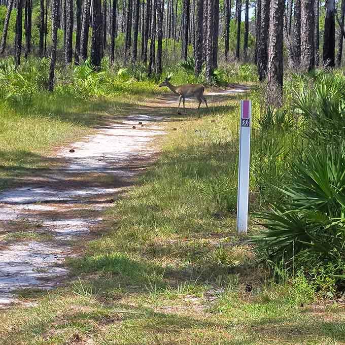 Trail buddies with antlers: because sometimes the locals really do know the best walking paths around here.