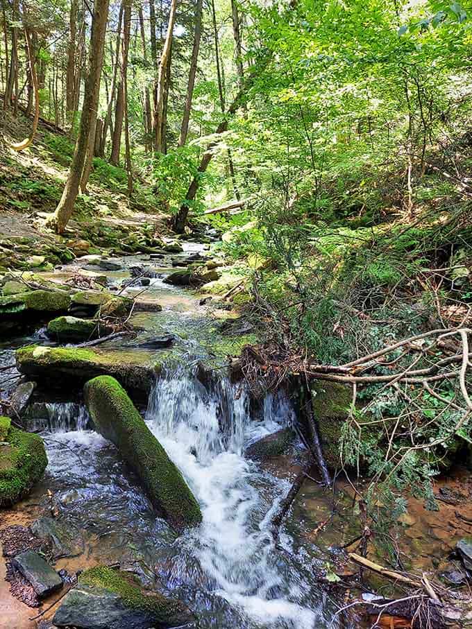 Great Trough Creek meanders through moss-covered boulders, creating a scene straight from a fantasy novel's opening chapter.