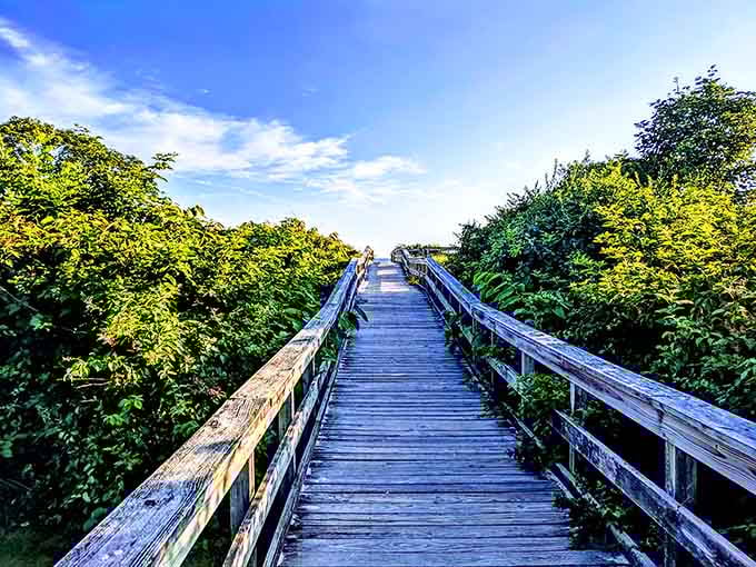 The boardwalk through Harkness's natural areas feels like walking through a painting. Nature's corridor, where every step takes you deeper into coastal tranquility.