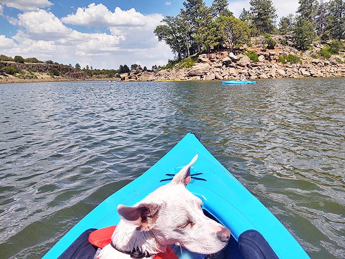 Captain Canine reporting for lake duty! Even dogs appreciate Fool Hollow's pristine waters&mdash;this furry first mate is living the dream we all deserve.