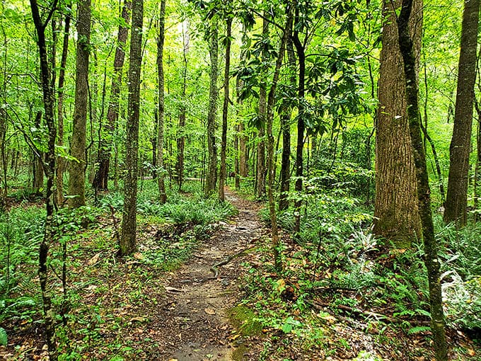 The forest's version of a red carpet, minus paparazzi and uncomfortable shoes. Celebrities here include squirrels and woodpeckers.