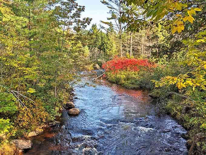 This woodland stream carries the forest's stories downstream. Each ripple a paragraph in Maine's wilderness novel.