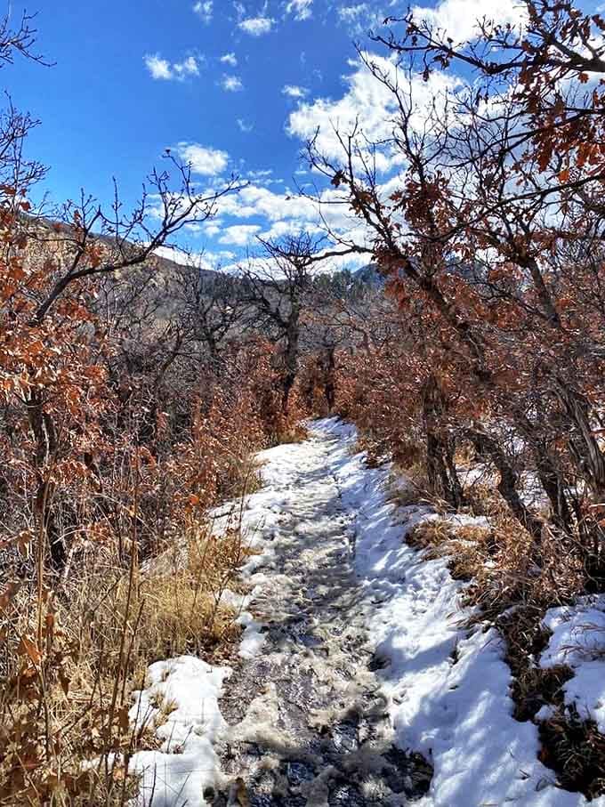 Winter trails offer solitude and stark beauty, where every footstep writes your story in temporary snow-script.
