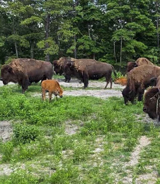 acre safari new jersey ftr