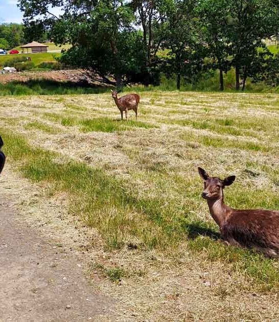 african style safari oregon ftr