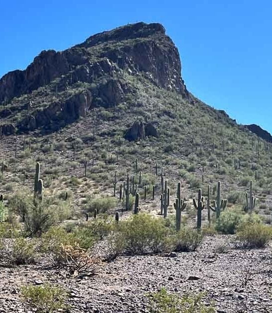 arizona melt worries park ftr