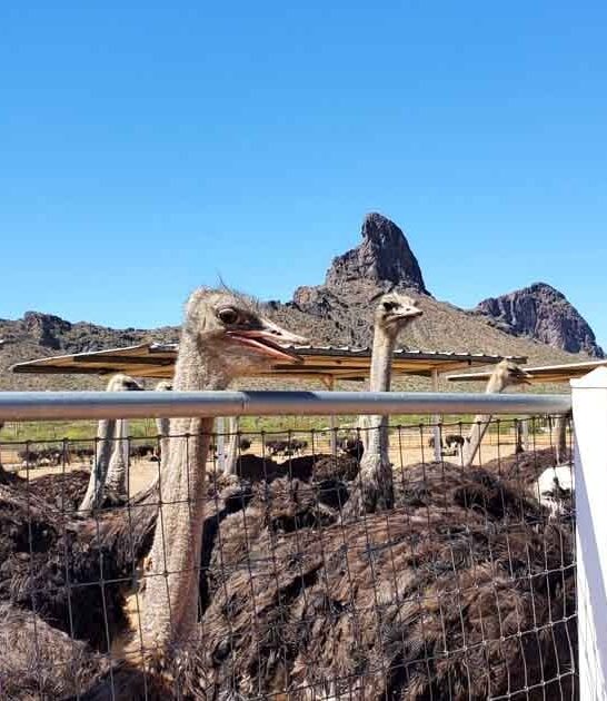 arizona ranch giant birds ftr