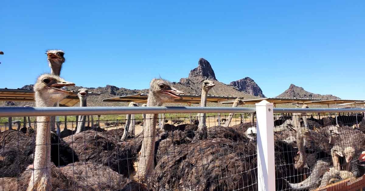 This Unusual Arizona Ranch Lets You Get Up Close With Giant Birds