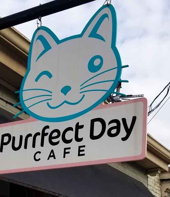 cafe cat delightful kentucky ftr