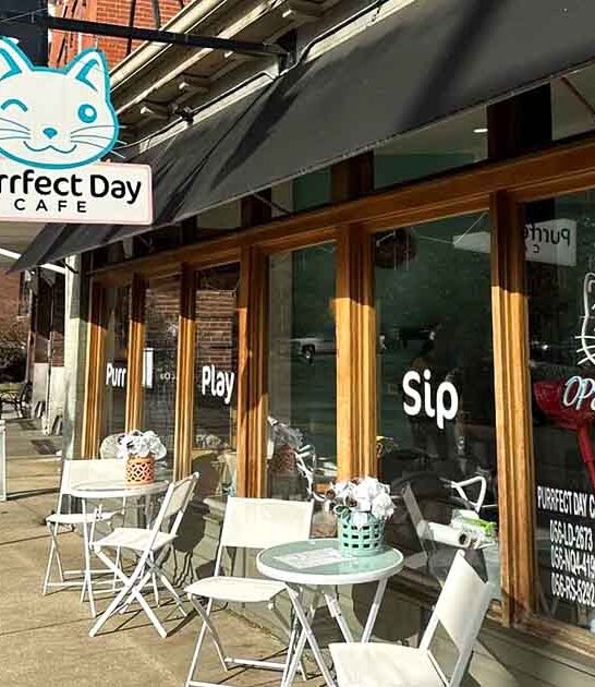 cafe charming kentucky cats ftr