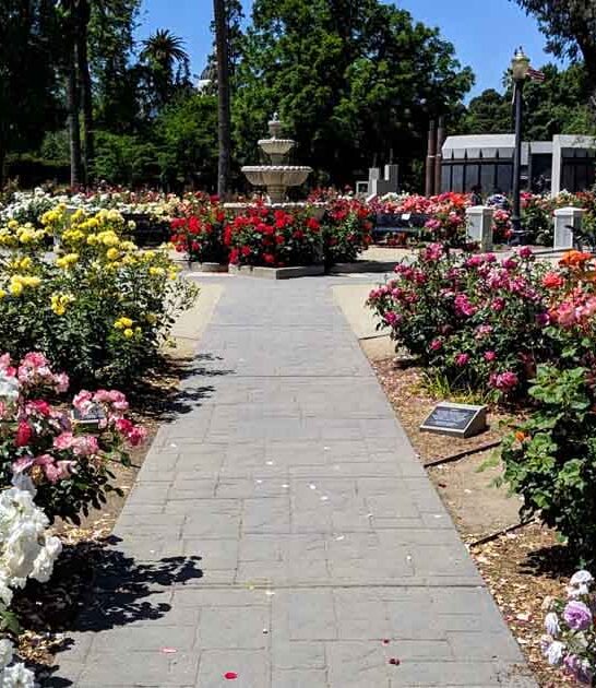 california breathtaking rose garden ftr