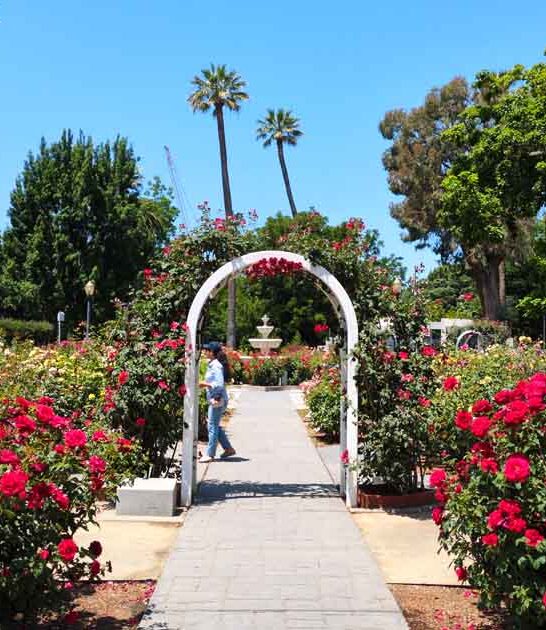 california gorgeous rose garden ftr