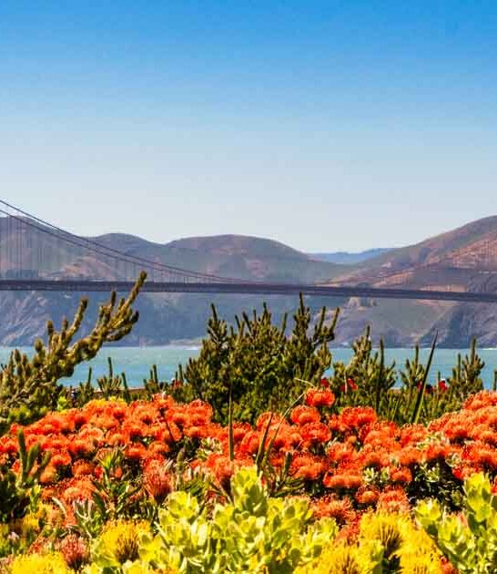 california park pure magic ftr