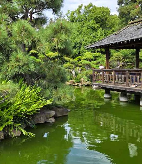 california serene garden ftr