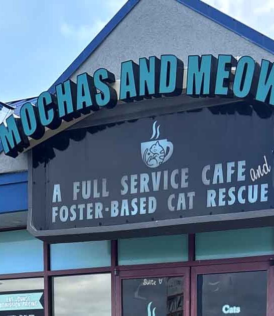 charming cat cafe missouri ftr