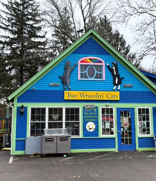 cozy connecticut cat cafe ftr