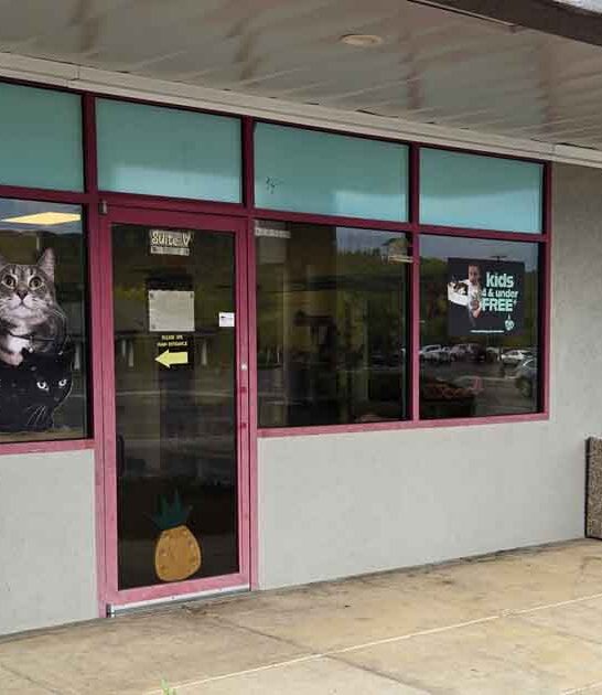 cozy missouri cat cafe ftr