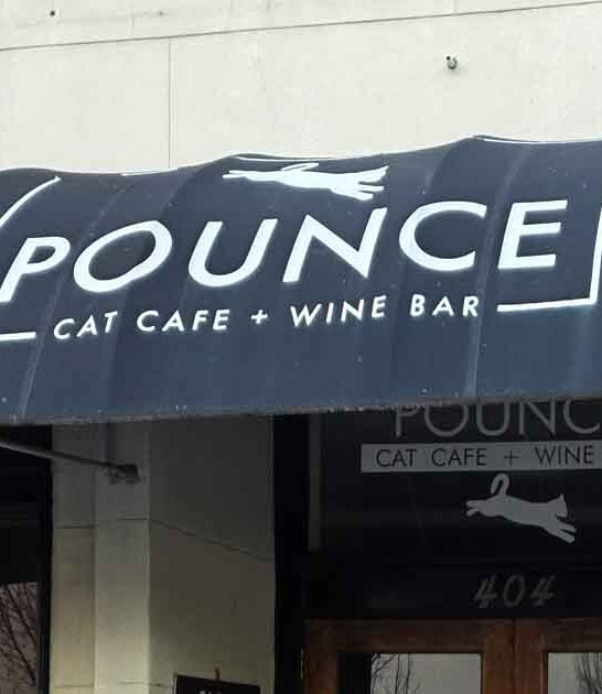 delightful cat cafe georgia ftr