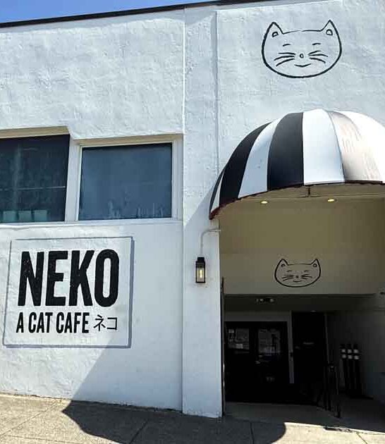 delightful cat cafe washington ftr