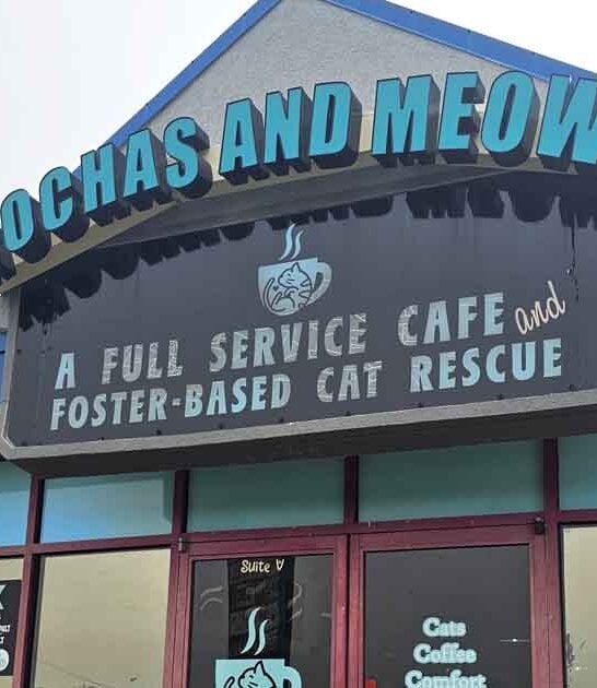 delightful missouri cat cafe ftr