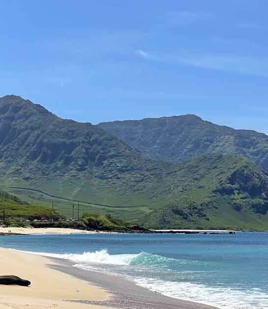 dream hawaii park postcard ftr