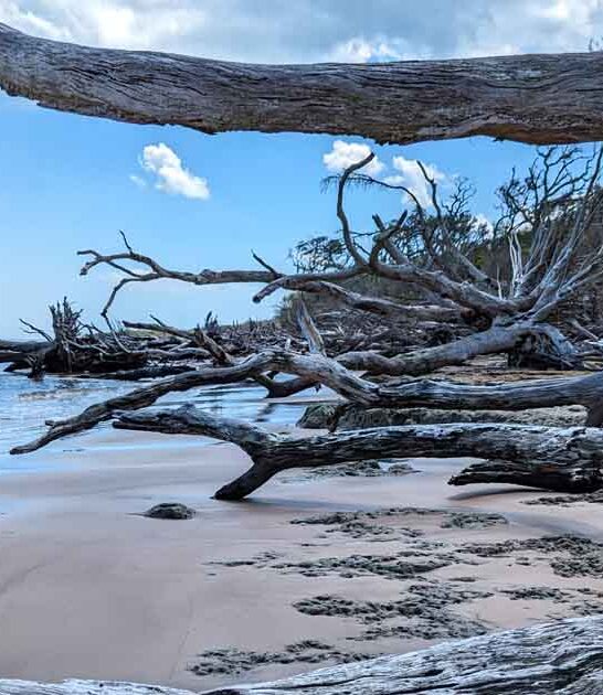 driftwood beach florida stunning ftr