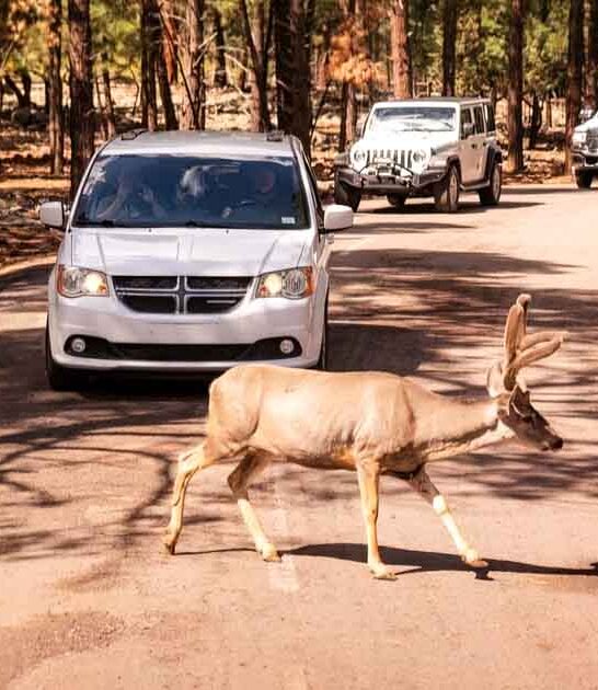 drive arizona safari park ftr