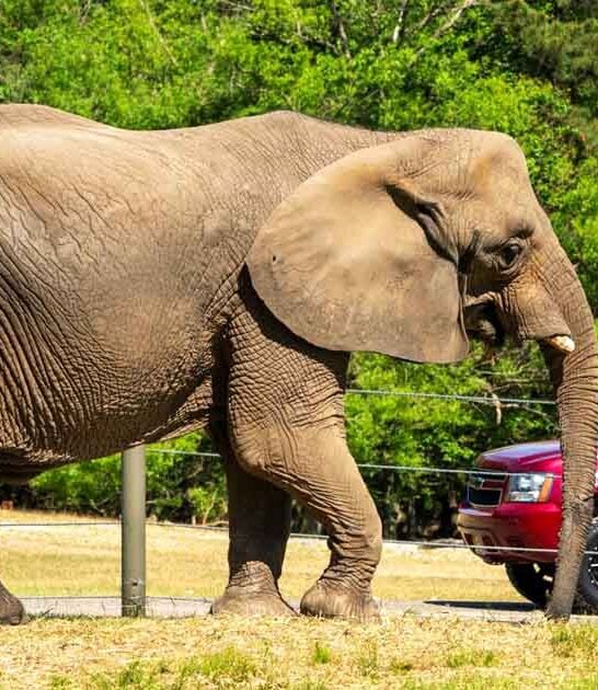 drive new jersey safari ftr