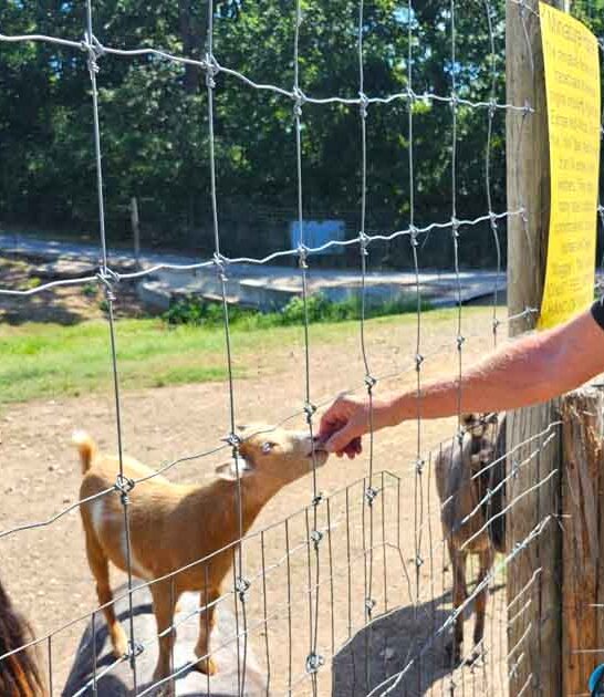 drive thru safari missouri ftr