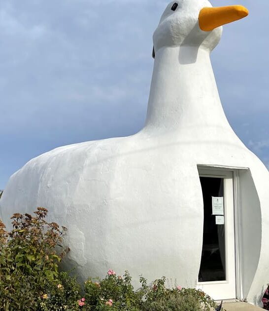 duck shaped new york ftr