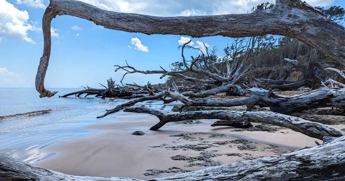 This Eerie Beach In Florida Looks Like Something From Another Planet