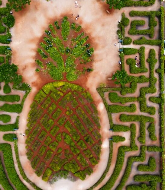 enormous pineapple maze hawaii ftr