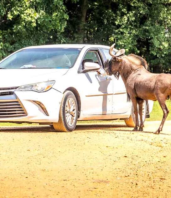 exotic animals unforgettable alabama ftr