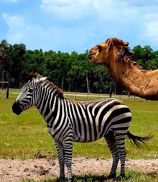 florida park exotic animals ftr