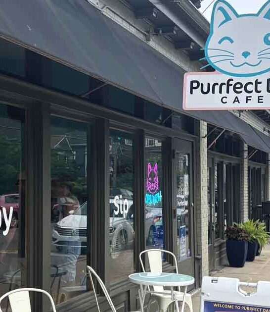 kentucky cafe underrated cat ftr