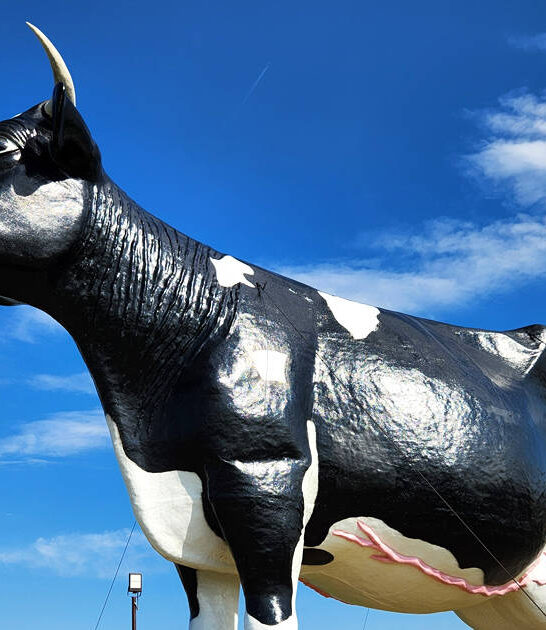 largest cow north dakota ftr