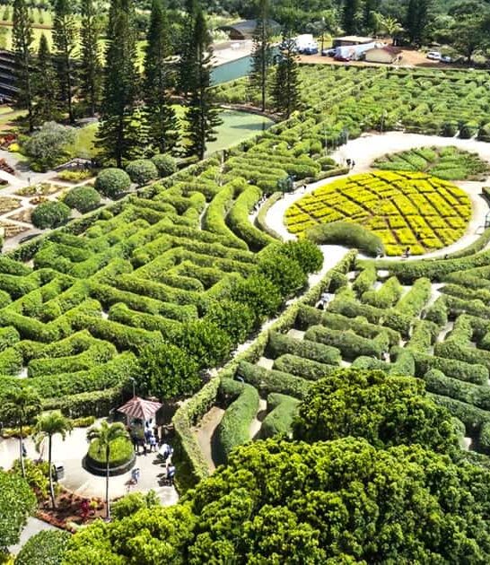 largest pineapple maze hawaii ftr