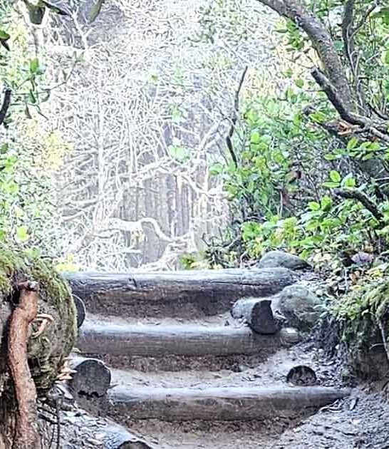 magical fantasy trail oregon ftr