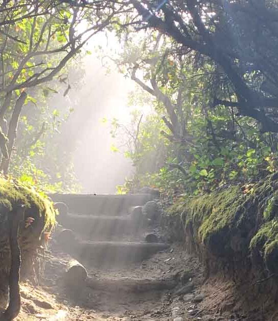 magical forest trail oregon ftr