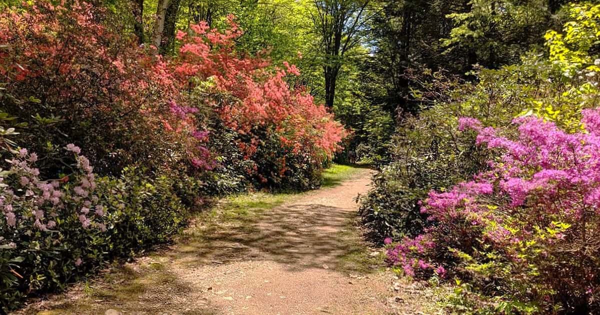 Massachusetts Spring This Hidden State Park In Massachusetts Explodes With Color Every ...