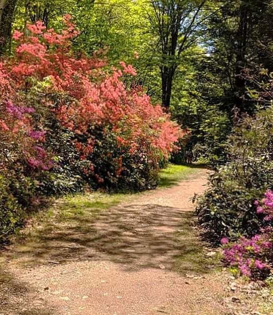 massachusetts spectacular azalea blooms ftr