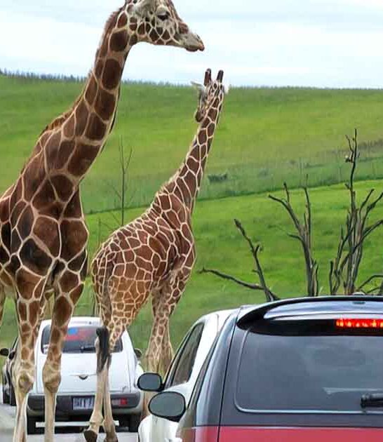 massive african zoo oregon ftr