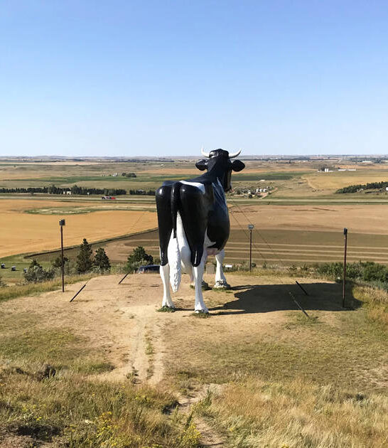 massive cow north dakota ftr