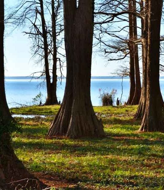 massive cypress north carolina ftr