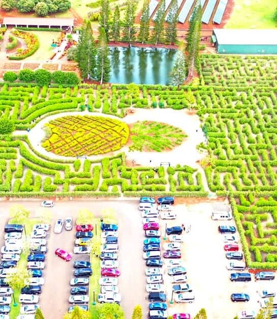 massive pineapple maze hawaii ftr