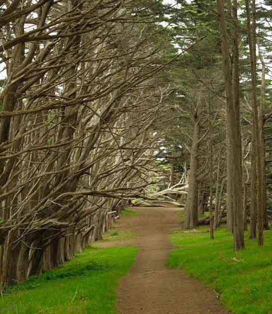 mile tree tunnel california ftr