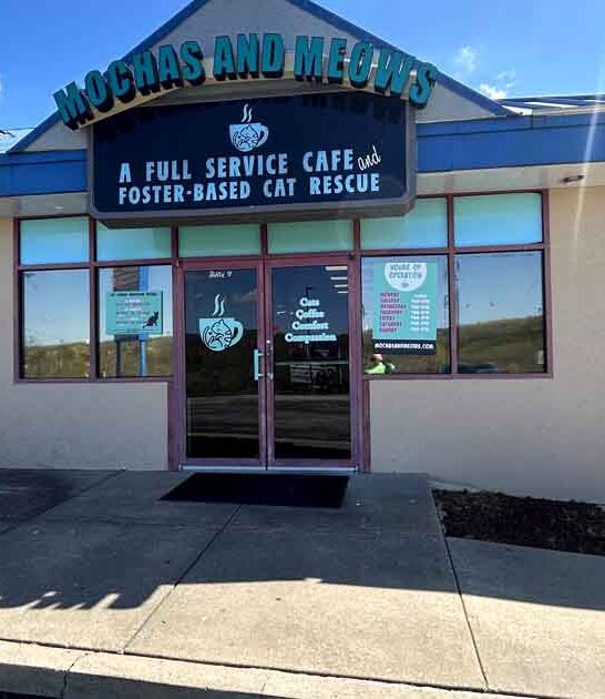 missouri heartwarming cat cafe ftr