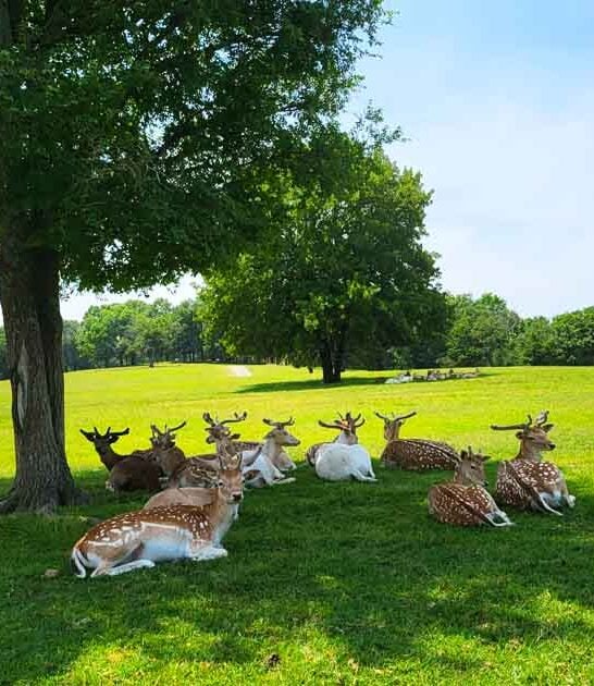 missouri safari park ftr