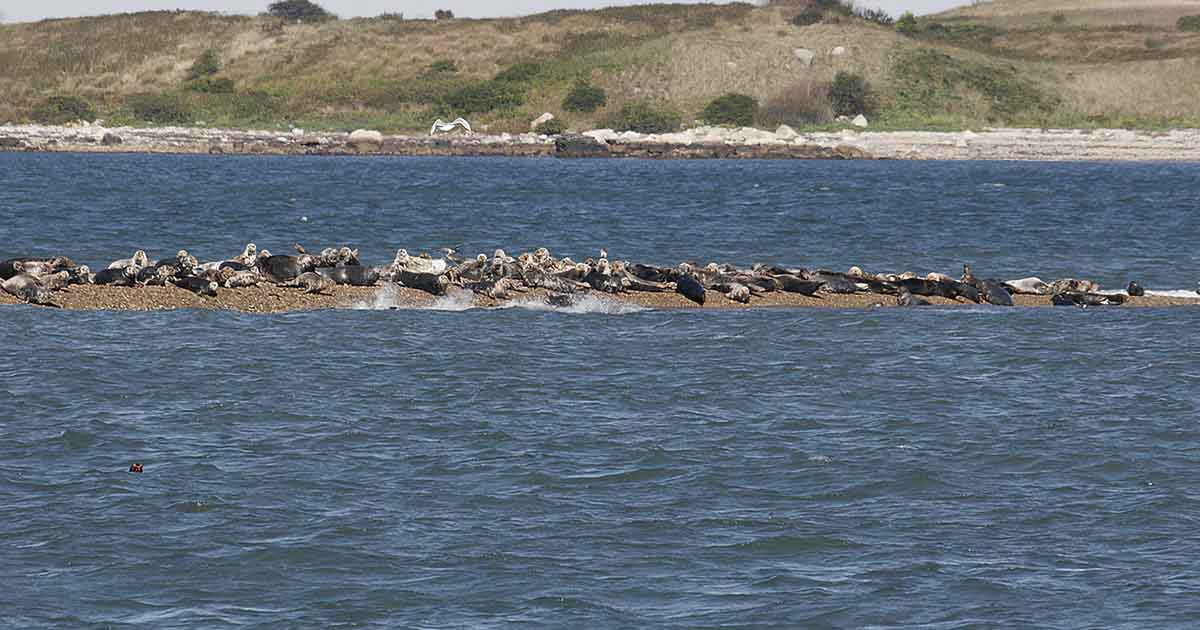 Most People Don't Know About These 9 Gorgeous Massachusetts Islands
