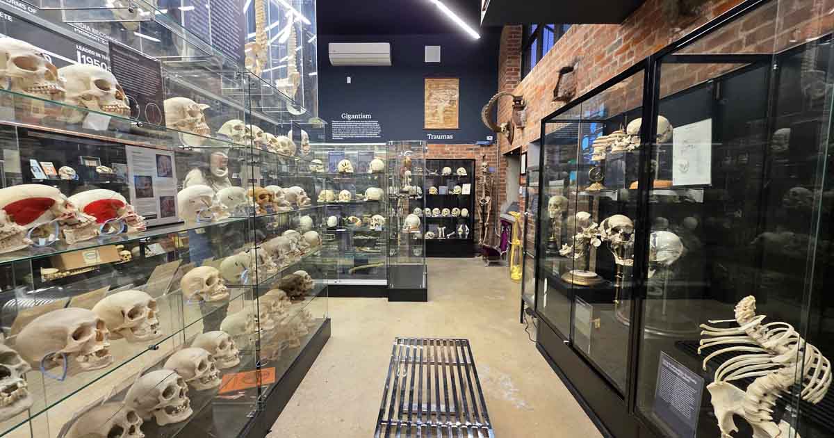 There's A Museum Full Of Bones Hiding In New York And It's Fascinating